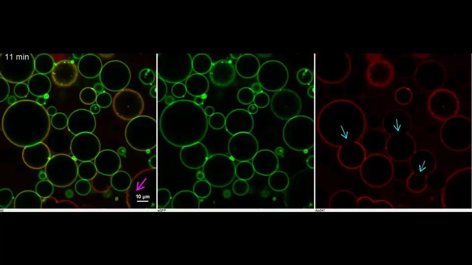 Supplementary Video SV5