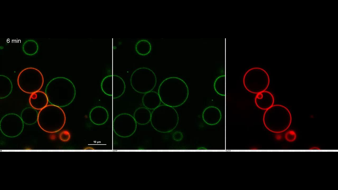 Supplementary Video SV3