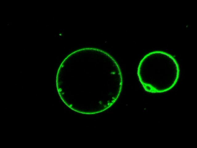 Supplementary Video SV1