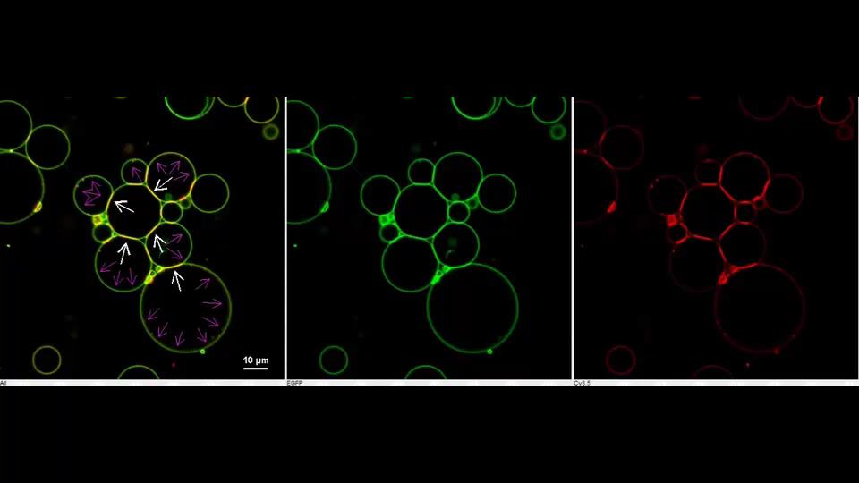 Supplementary Video SV2